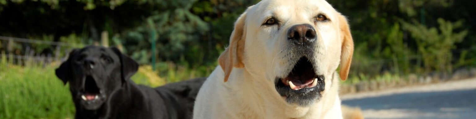 Animal Refuge Foundation - Welcome to ARFhouse! - dogs for adoption